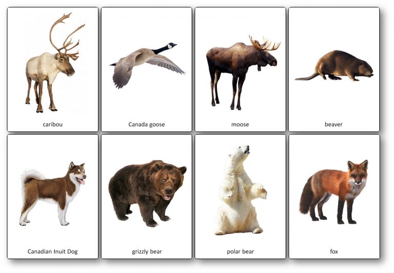 Flashcards of Canada – Free Printable Picture Cards to Download - Speak ...